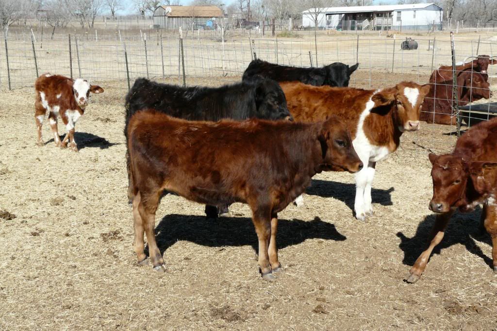 Some of my calves | CattleToday.com - Cattle, Cow & Ranching Community