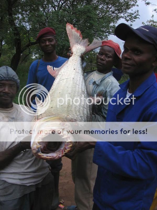 Caught in congo - Cryptozoology, Myths and Legends - Unexplained ...