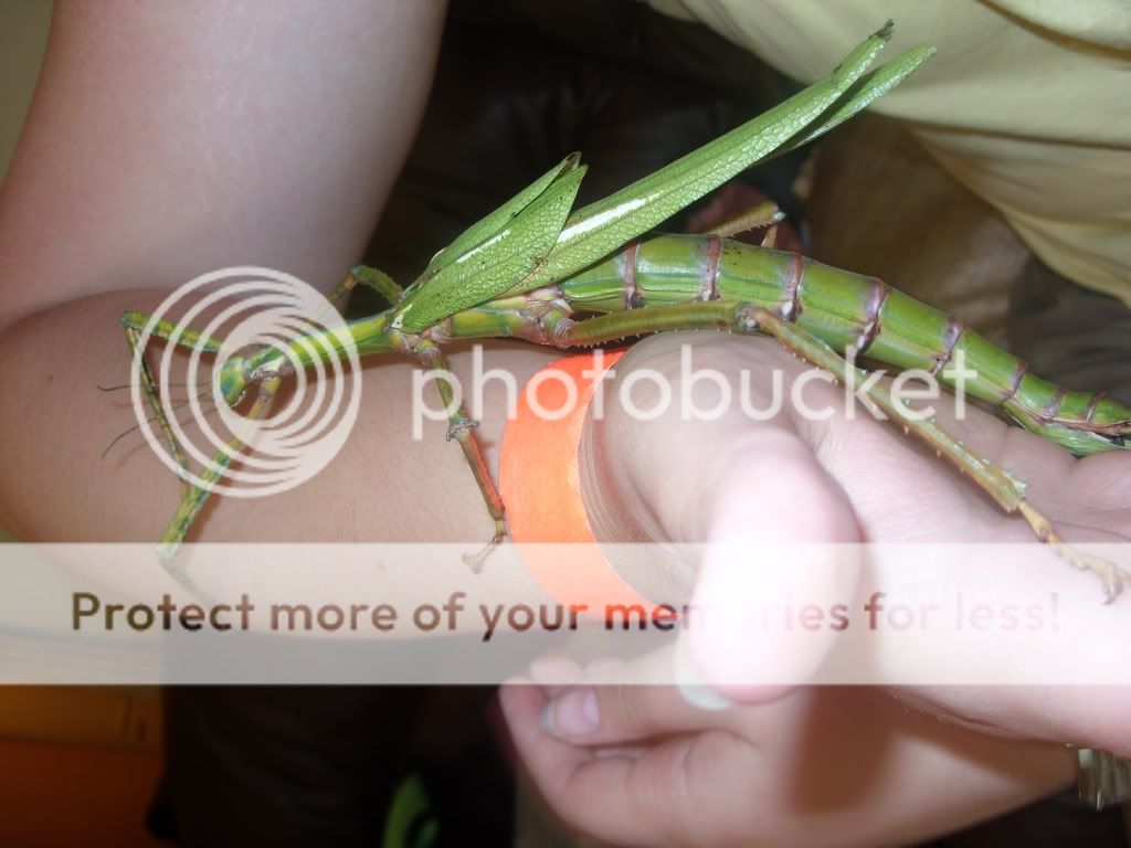 Goliath Stick Insect Nymphs (New) | Reptile Forums