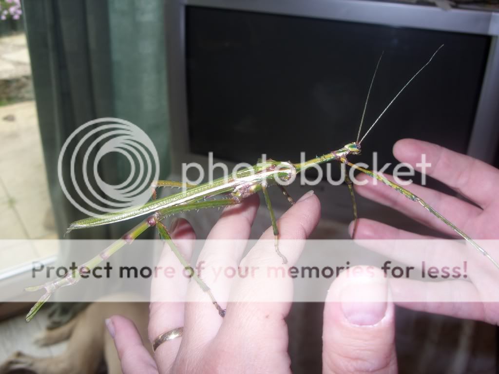 Goliath Stick Insect Nymphs (New) | Reptile Forums