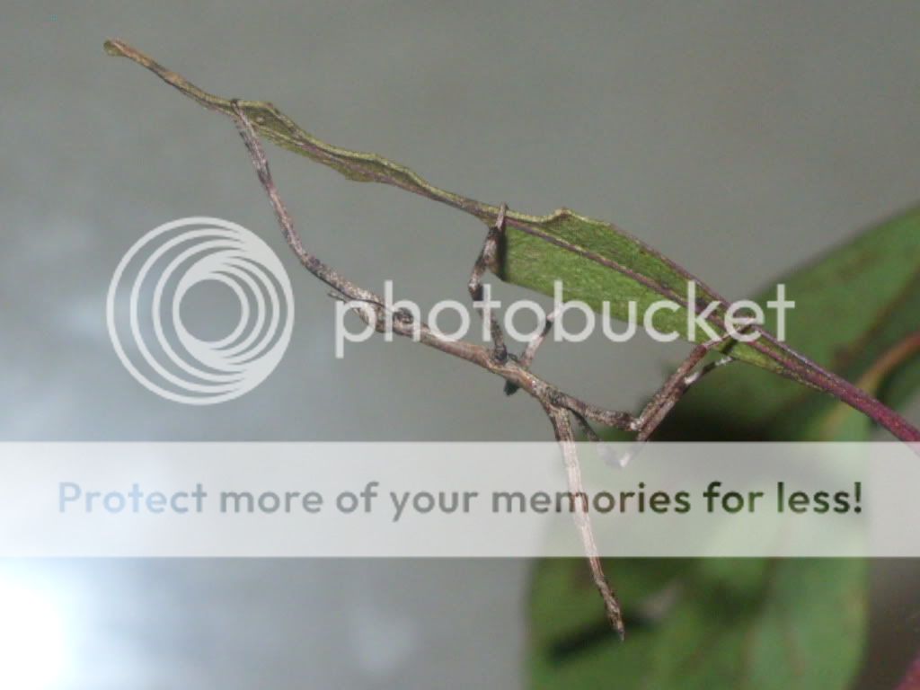 Goliath Stick Insect Nymphs | Reptile Forums
