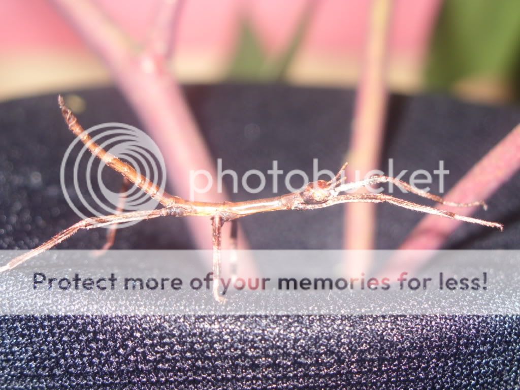 Goliath Stick Insect Nymphs (New) | Reptile Forums