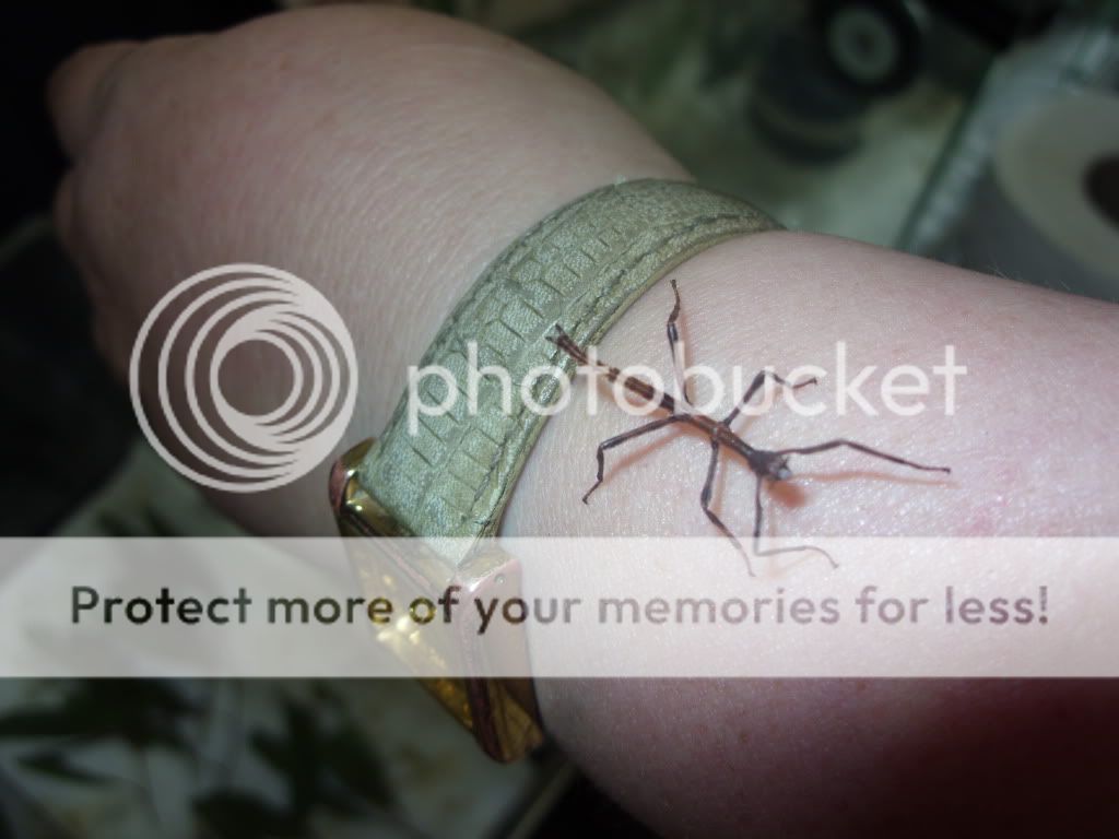 Goliath Stick Insect Nymphs (New) | Reptile Forums