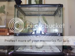 Goliath Stick Insect Nymphs | Reptile Forums