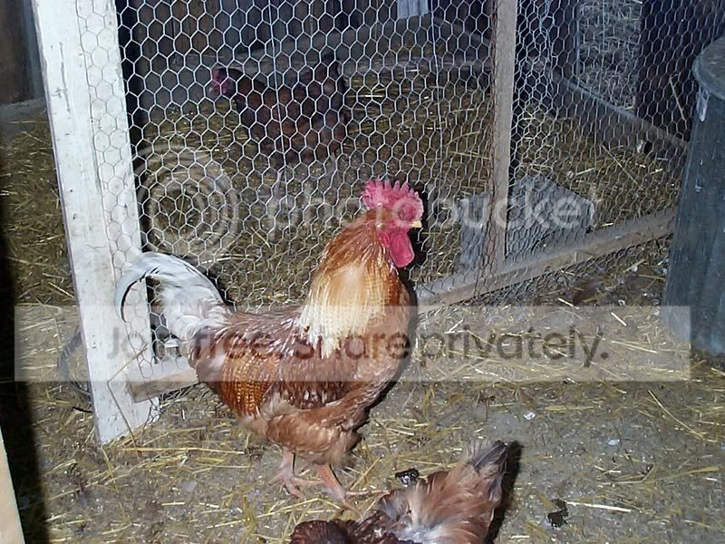 Colorful Crowers | BackYard Chickens - Learn How to Raise Chickens