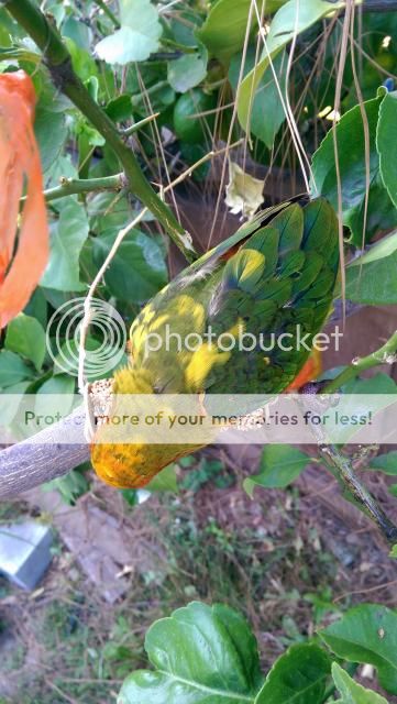 Sun Conure Progress & Molting | Parrot Forum 🦜 Parrot Owners Community