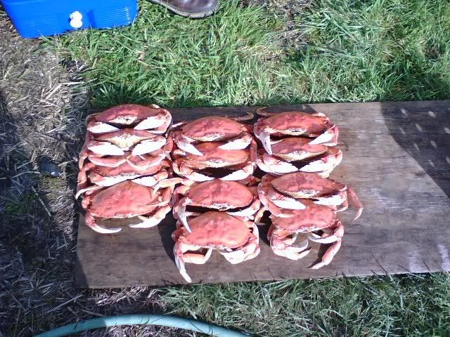 freeze dryed crab | Bloodydecks