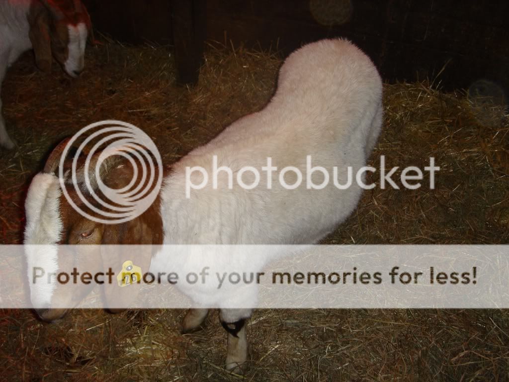 Your Opinons Please...prego Goat pics.... | Homesteading Forum