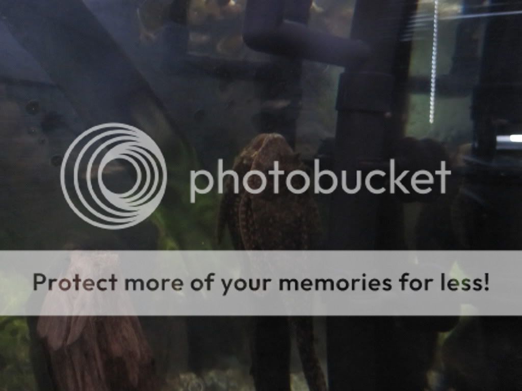 Sick Pleco, Fin Rot And Mouth Fungus? Also Need An Id | Fish Forum