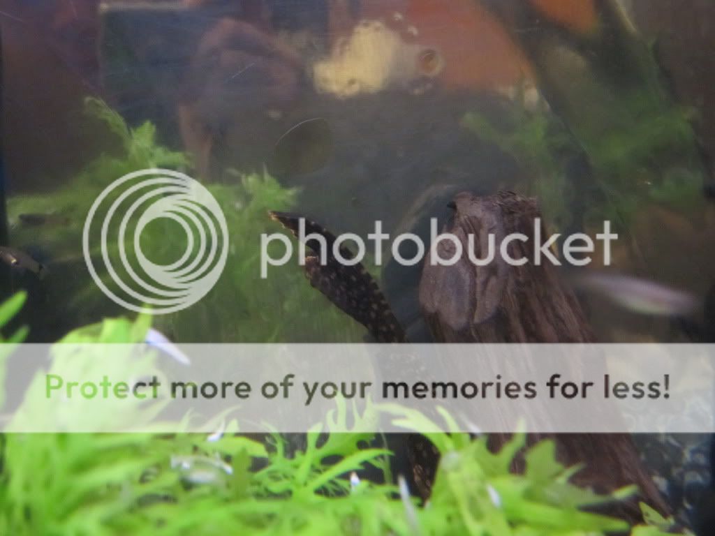 Sick Pleco, Fin Rot And Mouth Fungus? Also Need An Id | Fish Forum