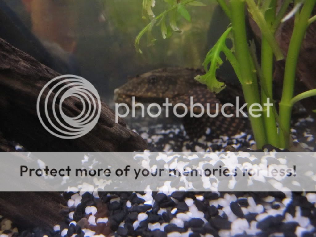 Sick Pleco, Fin Rot And Mouth Fungus? Also Need An Id | Fish Forum