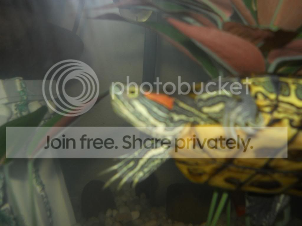 Redearslider.com :: View topic - Turtle flailing in water