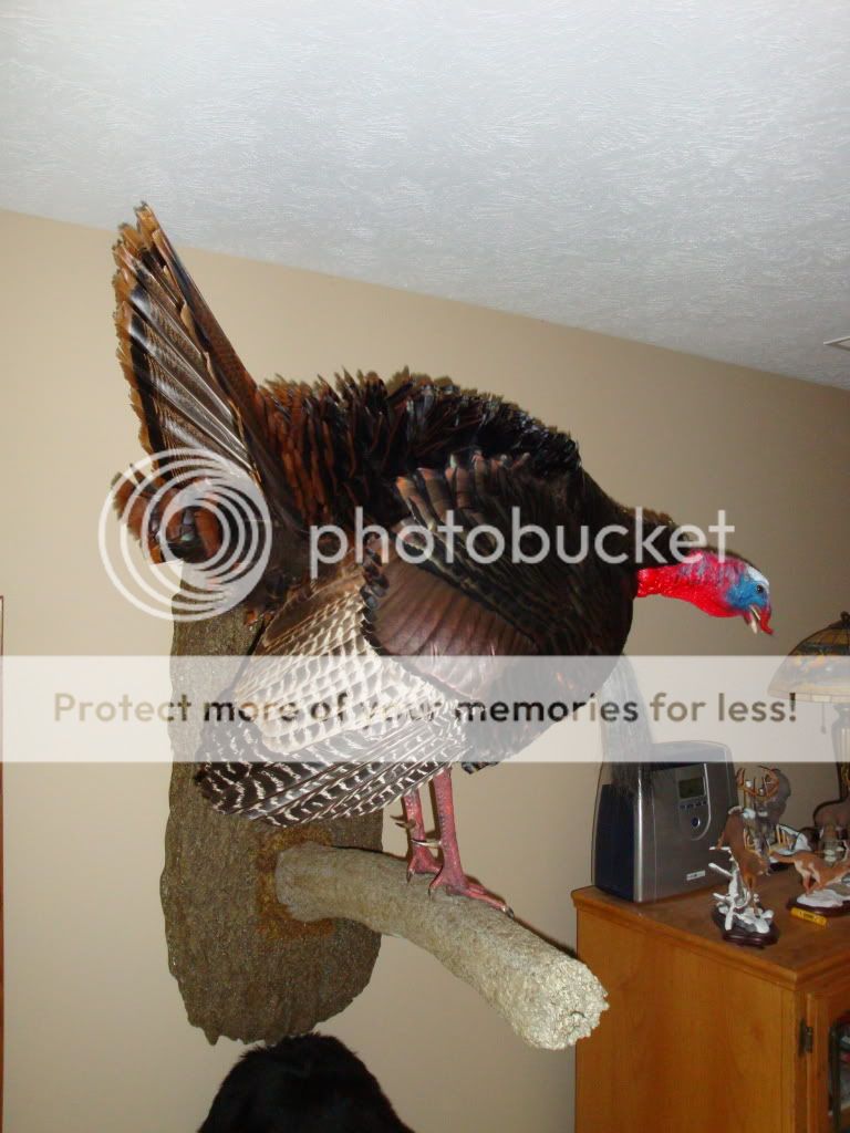 Turkey Mount | Archery Talk Forum